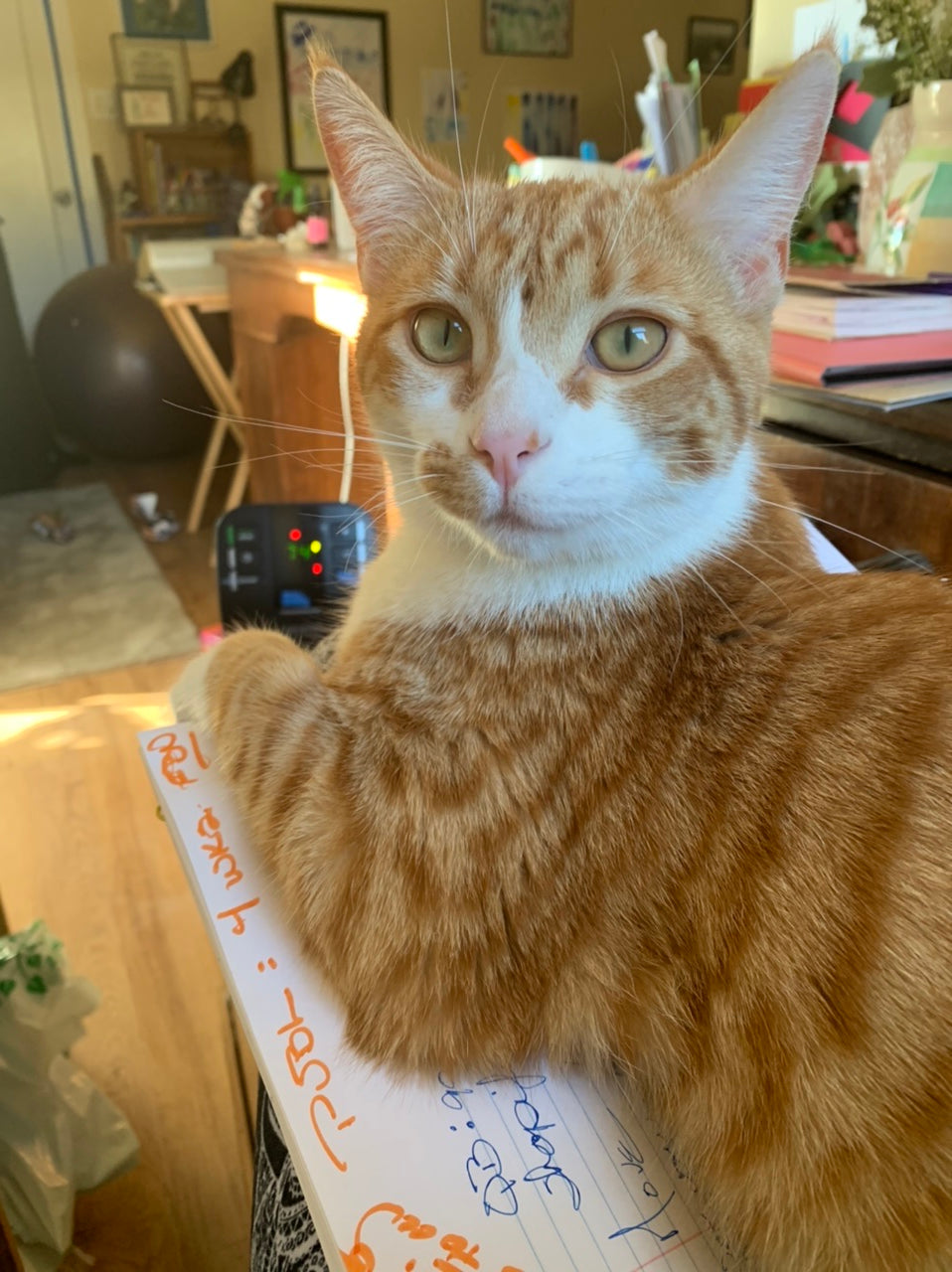 George The Cat – BlackWing Farms