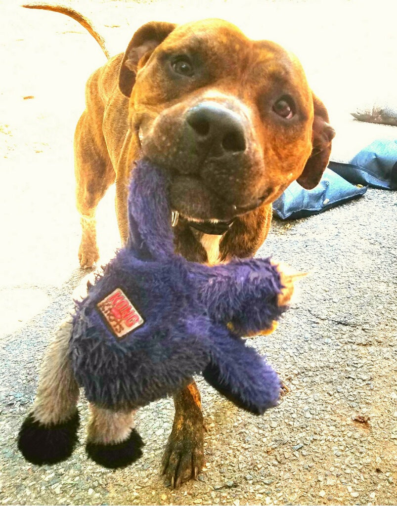 Negotiating with a Dog - Part 1 – BlackWing Farms